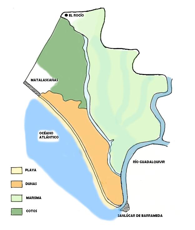 Doñana y la clave de su posición geográfica - Doñanatour