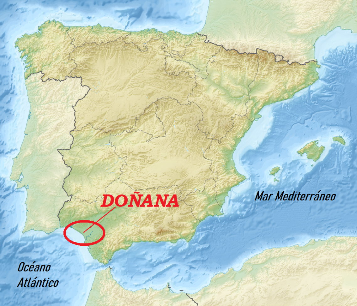 Doñana y la clave de su posición geográfica - Doñanatour